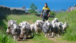 Lakeland Lamb | Our Products | Booths Supermarket